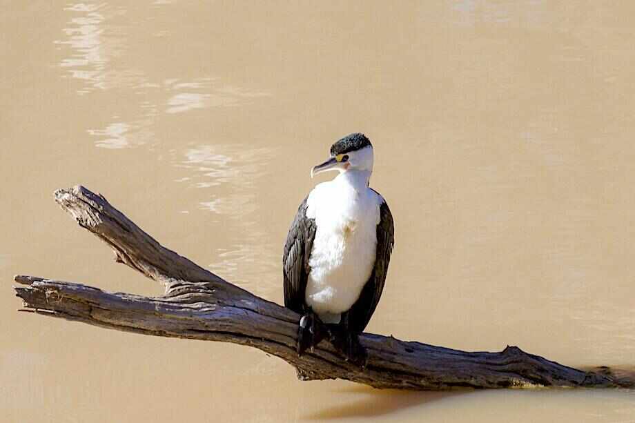 Top 10 Things to Do in Menindee, NSW, 2025 - Top Oz Tours