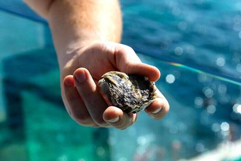 Top 10 Things to Do in Taree, NSW, 2025 - Top Oz Tours