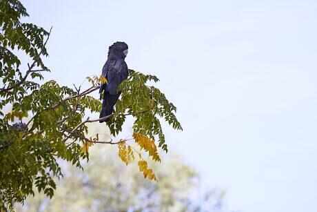 Top 10 Things to Do in Menindee, NSW, 2025 - Top Oz Tours