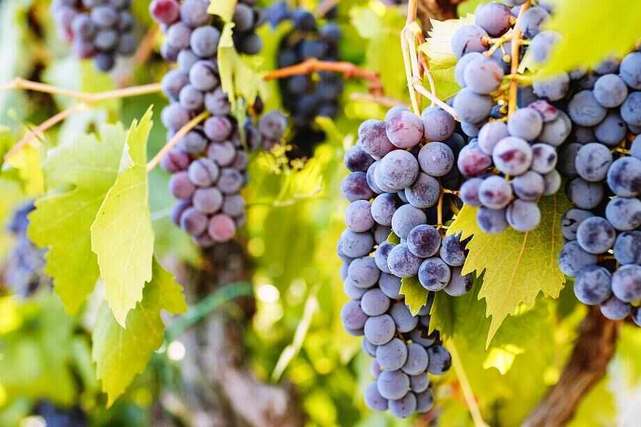 Tips for Where to Eat and Drink in Rome, Italy - Top Oz Tours